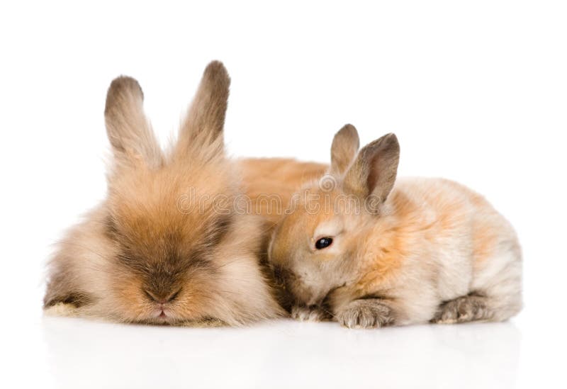 Family of Rabbits. Isolated on White Background Stock Photo - Image of ...