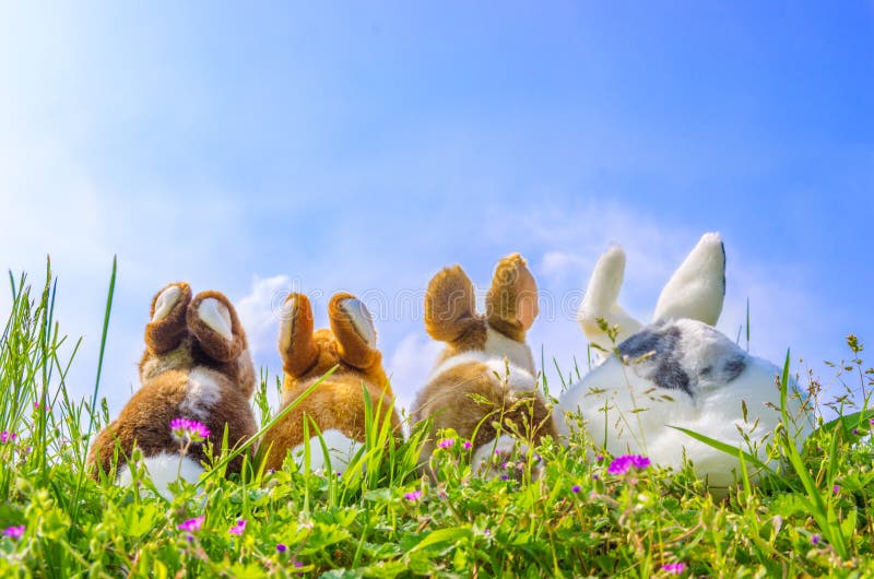 Family of rabbits stock photo. Image of eggs, border - 39399974