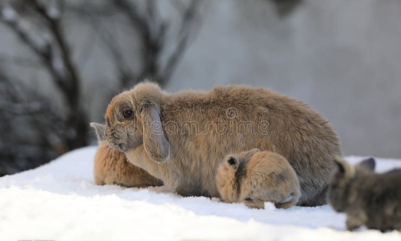 Family of rabbits in snow stock image. Image of animals - 334867273
