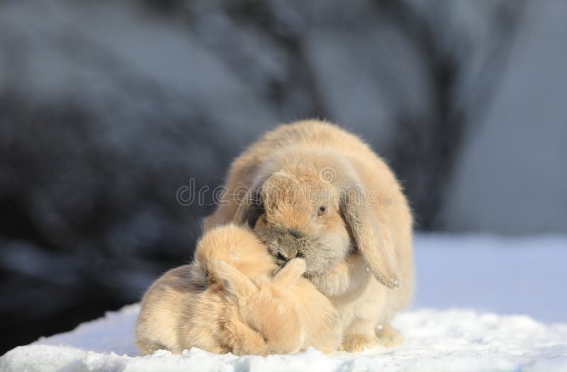 Family of rabbits in snow stock photo. Image of wildlife - 334868170