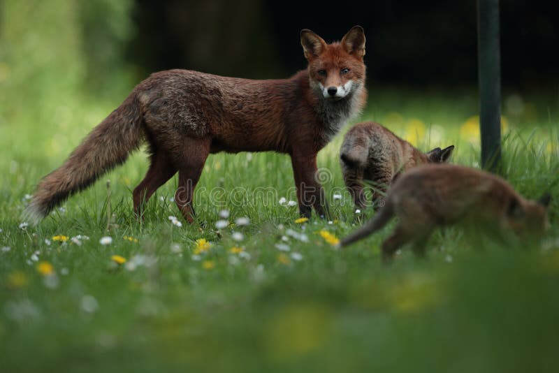 Father Fox Photos - Free & Royalty-Free Stock Photos from Dreamstime