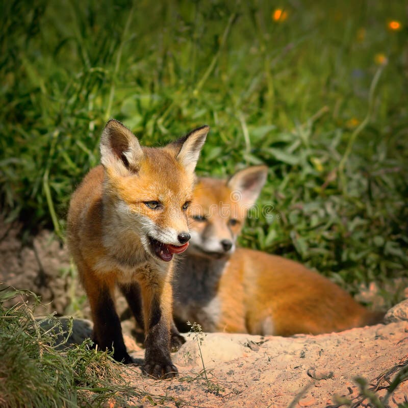 Family of red foxes stock photo. Image of family, natural - 85092016