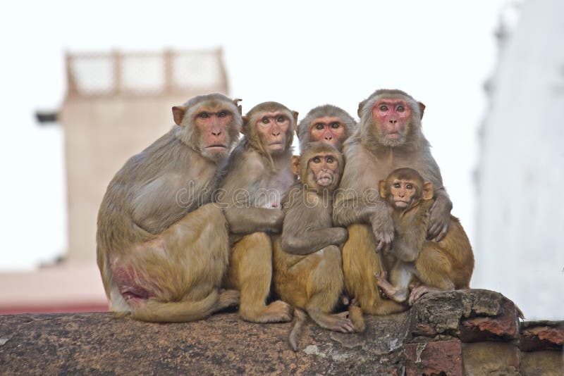 Vrindavan Monkey Stock Photos - Free & Royalty-Free Stock Photos from ...