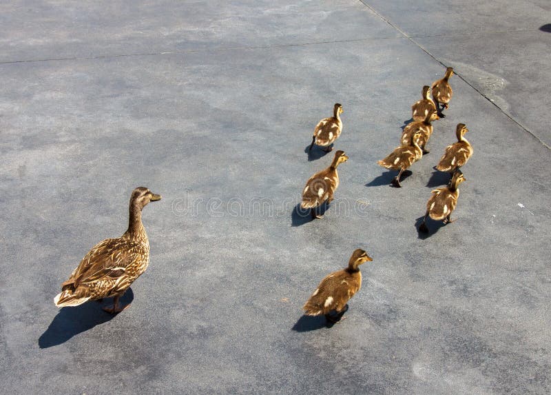 Family of Rouen Ducks, Mother and Group of Chicks Walking Stock Image ...