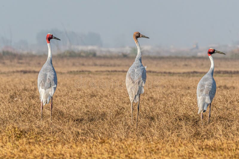 A Family of Sarus Crane stock image. Image of bill, wilderness - 277439059