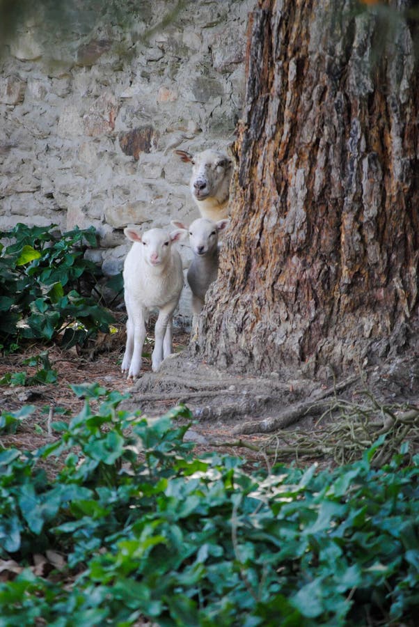 Family of Sheep Hidden Behind a Tree Stock Photo - Image of infant ...