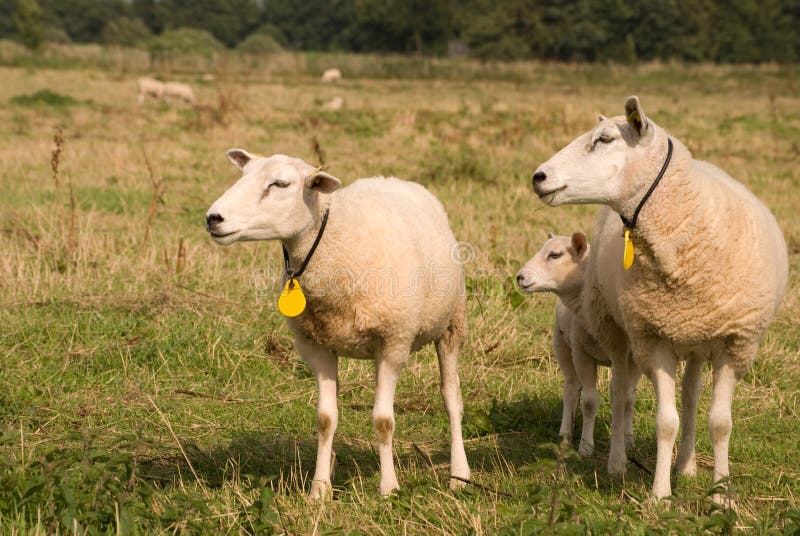 Family Sheep Looking Left Picture. Image: 2984985