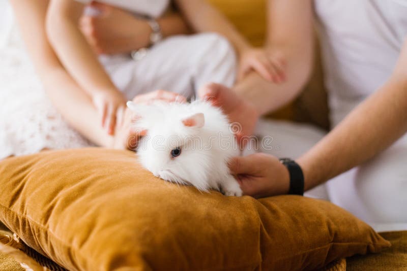 Family with a Small Child Watching a White Rabbit. Close-up of Hands ...