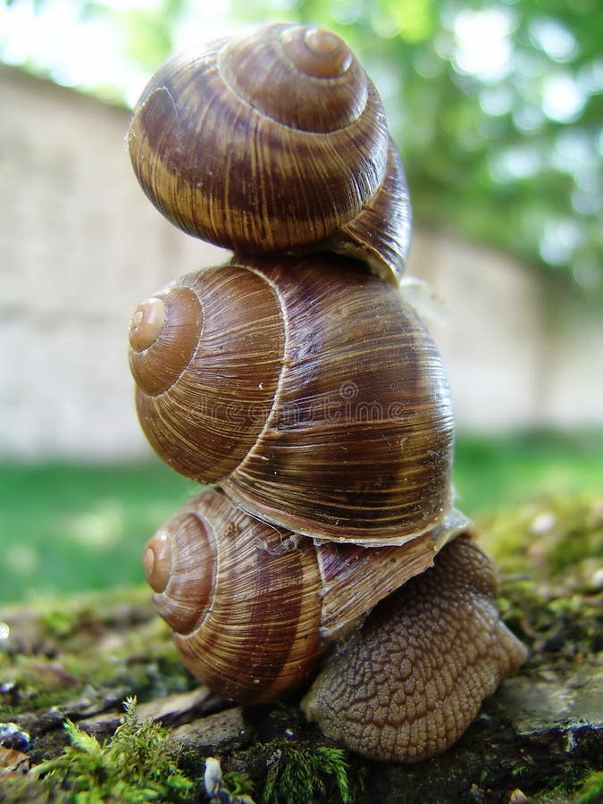 Family of snails stock photo. Image of mollusk, animal - 49787022