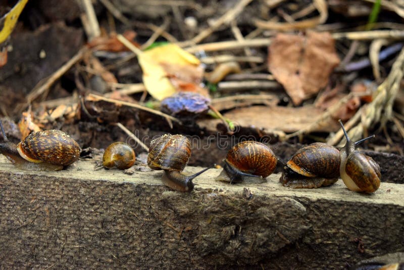 Family of snails stock image. Image of snails, shell - 112888477