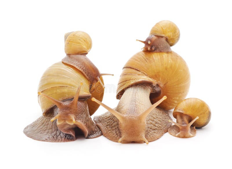 Family of snails. stock image. Image of invertebrate - 91409409