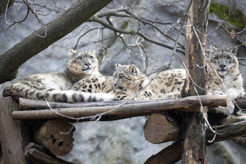 Lying Family Of Snow Leopard Stock Photo - Image of glance, nobody ...