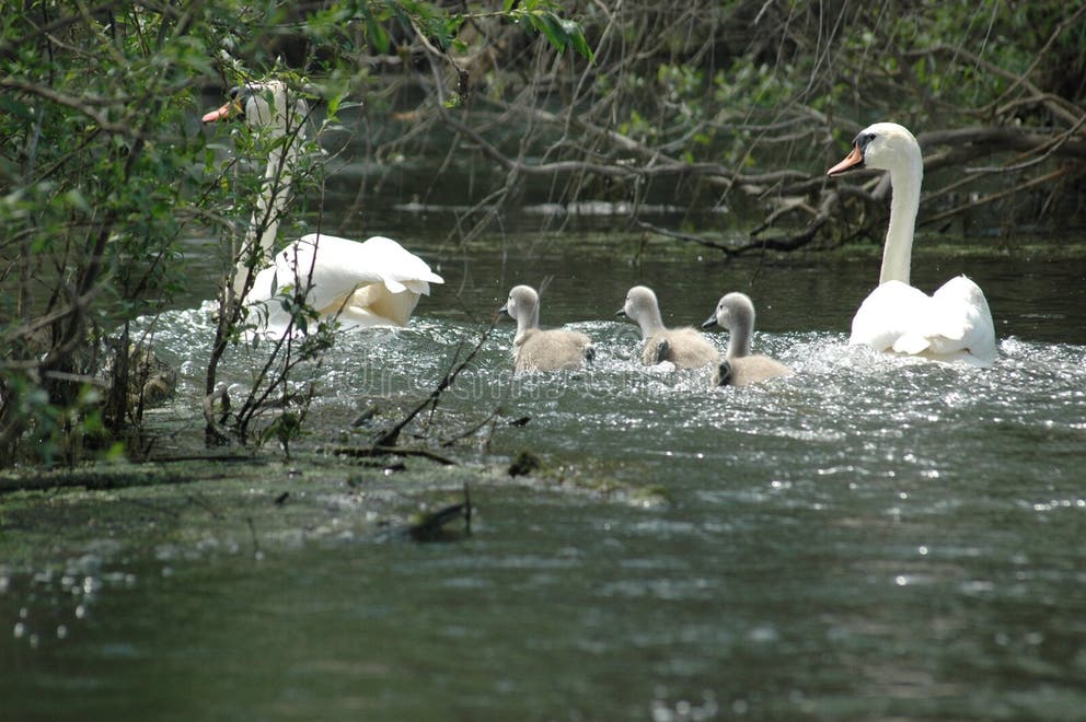 Family Swan on Danube Delta Stock Photo - Image of bird, leaves: 1794104