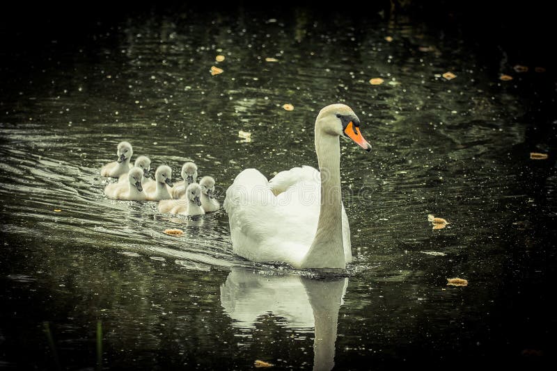 Family of Swans on the Canal Stock Image - Image of waterfowl, duck ...