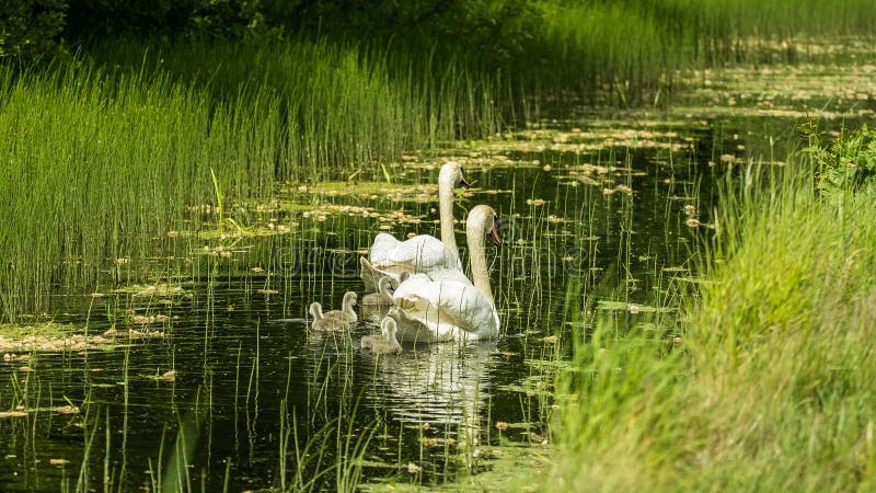 Family of Swans on the Canal Stock Photo - Image of wetland, grass ...