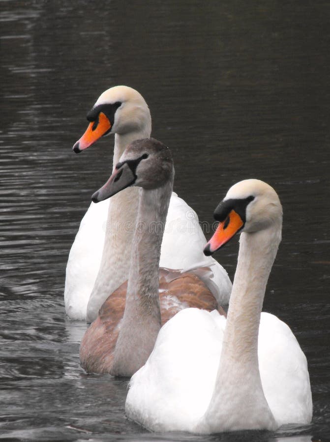 Family of Three Swans stock image. Image of swans, three - 11908725