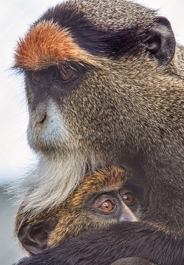 Family Time: De Brazza Monkey and Its Young Companion Stock Photo ...