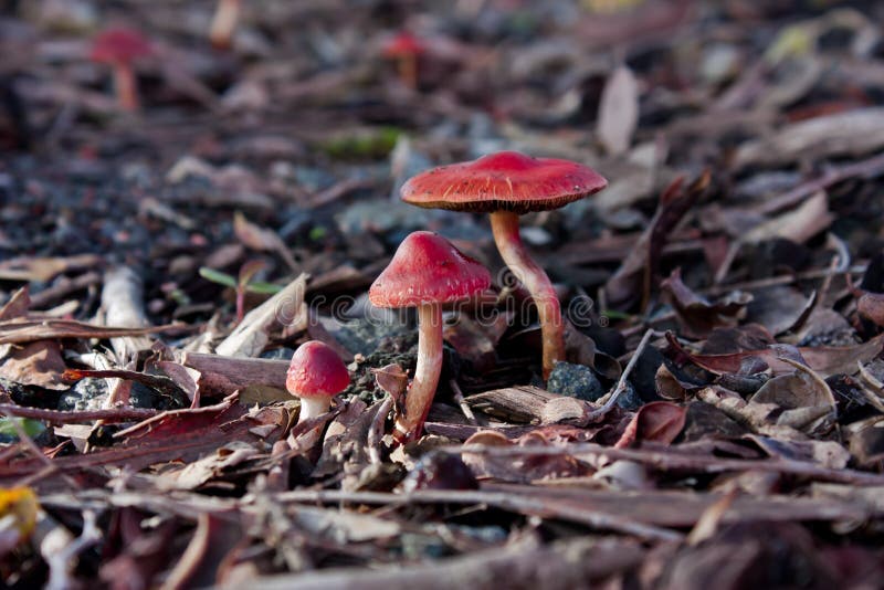 Family of toadstools stock image. Image of moist, nature - 26661539