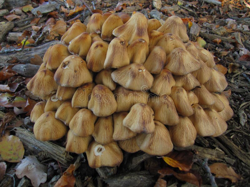 Toadstools Growing on a Tree Stump Stock Image - Image of forest ...