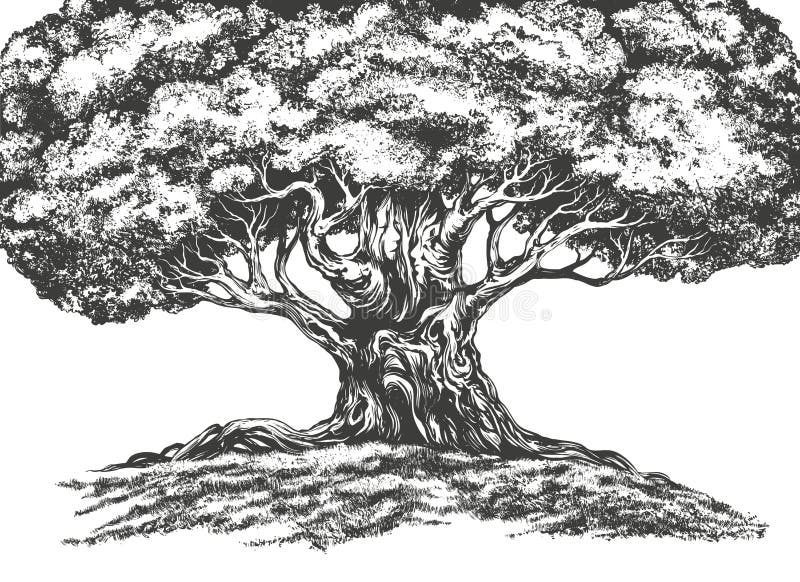 Family Tree Hand Drawn Vector Illustration Realistic Sketch Stock ...