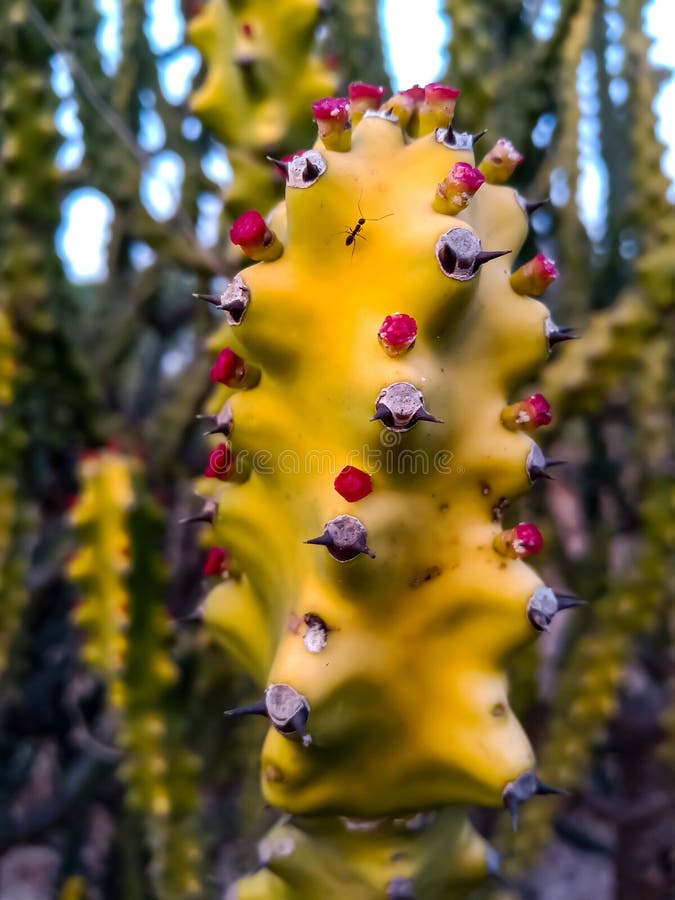 A Family Tree of the Indian Cactus Thorn Class Stock Image - Image of ...