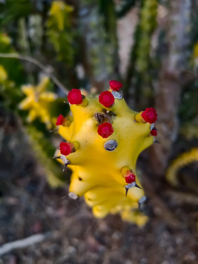 A Family Tree of the Indian Cactus Thorn Class Stock Photo - Image of ...