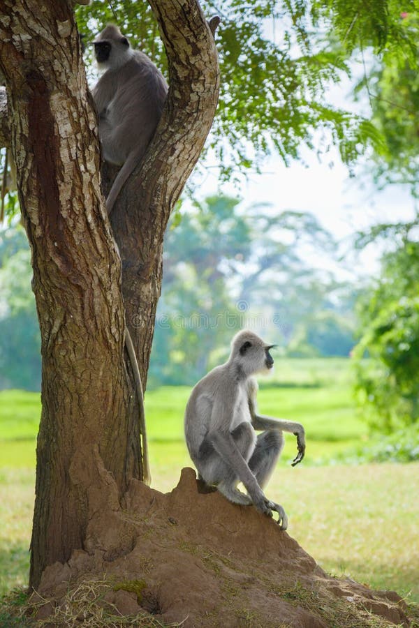 Family of Tree Monkeys in the Wild Stock Photo - Image of fascicularis ...