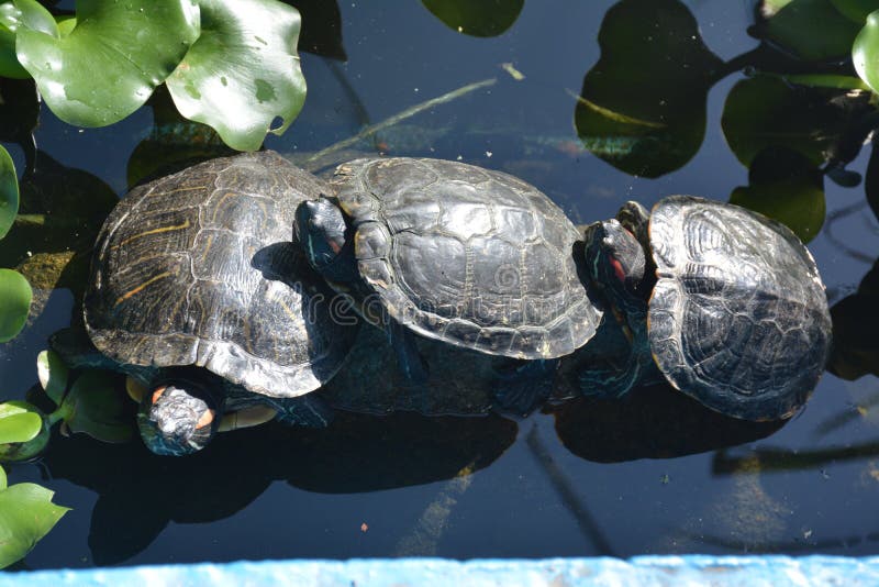 Turtles Basking in the Sun on Oahu Stock Image - Image of blue ...