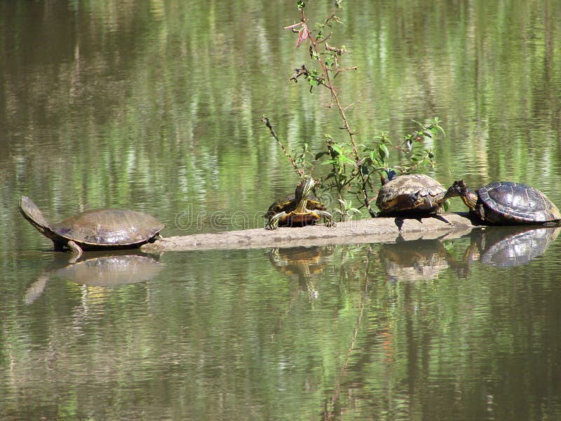 A Family of Turtles on Top of a Fallen Tree Trunk Stock Image - Image ...