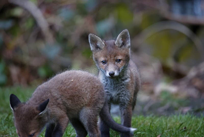 Urban Fox Cubs Playing in the Garden Stock Photo - Image of feeding ...