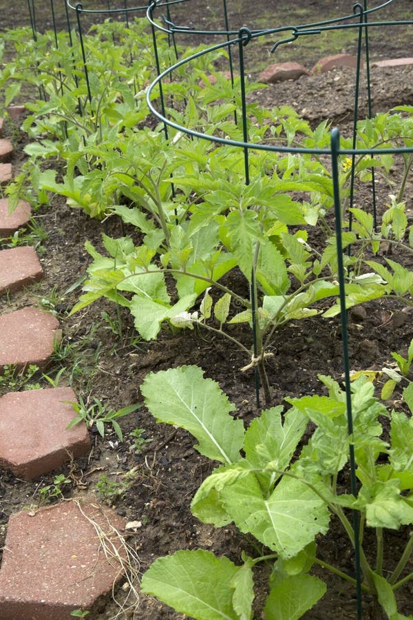 Family vegetable field stock image. Image of roots, vitamins - 53673579