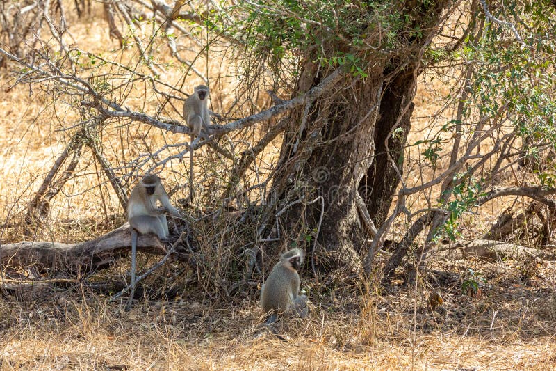 Family of Velvet Monkeys Playing Around a Tree in the Steppe Stock ...