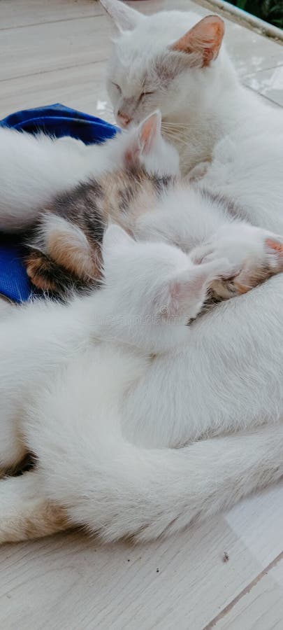 A Family of White Cats with One Cub of a Different Color Stock Image ...