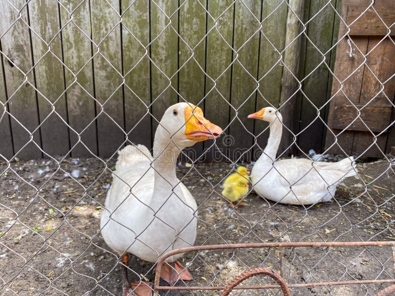 Family of White Domestic Geese on a Farm Stock Photo - Image of ...