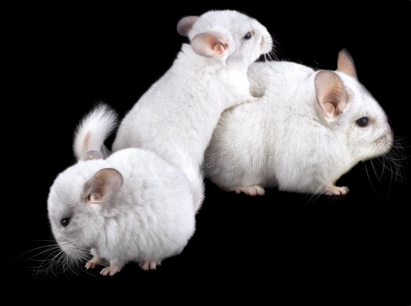Family of White Ebonite Chinchilla on Black Stock Image - Image of ...