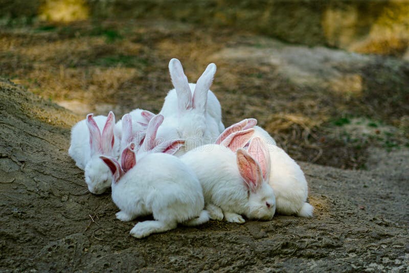 A Family of White Hares or Rabbits are Resting Stock Photo - Image of ...