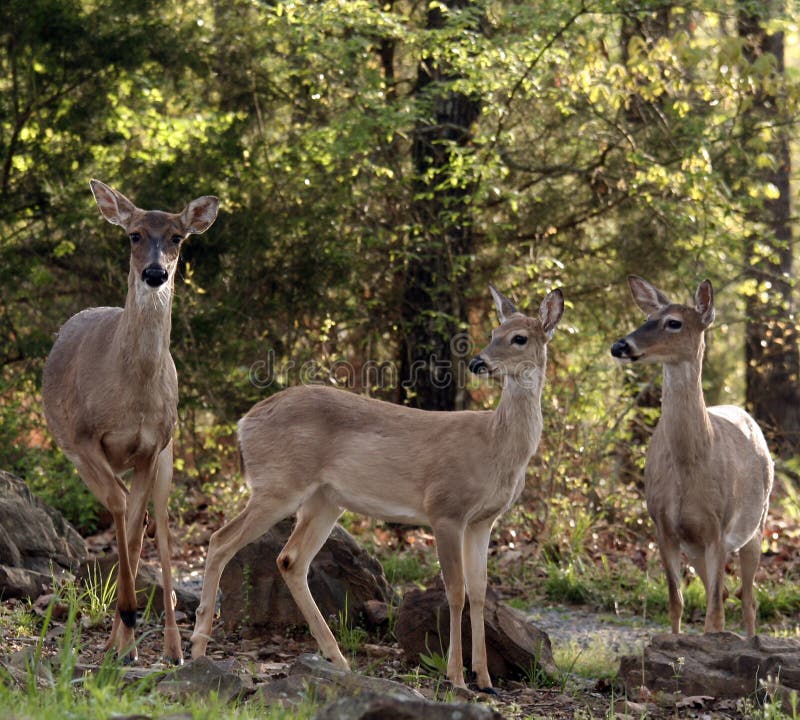 White Tail Deer Family stock photo. Image of cold, portrait - 29002886