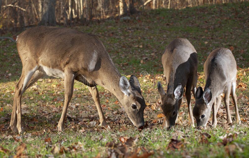 Three Deer Grazing in the Same Spot Stock Photo - Image of mammal ...