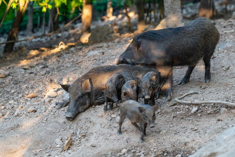A Family of Wild Boar is Resting Under the Tree Stock Image - Image of ...