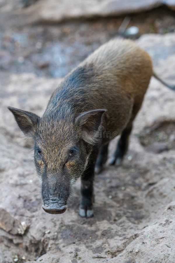 Wild Boar is a Species of the Pig Genus Sus, Part of the Biological ...