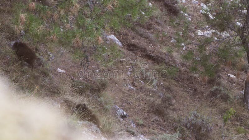 Wild Boar with Piglets in a Row Stock Video - Video of walk, together ...