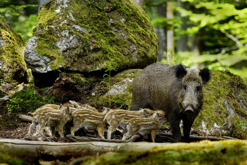 Family of wild boars stock image. Image of baby, grass - 94662203