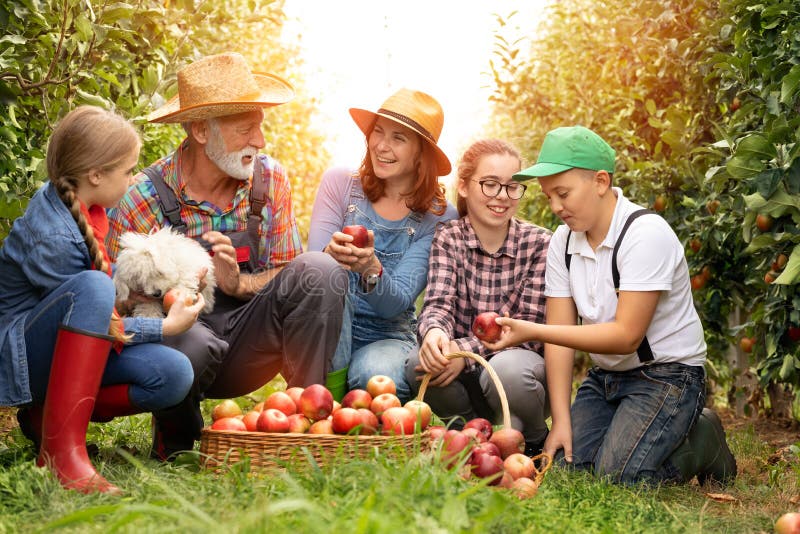 Family Working and Have Fun in Apple Orchard Stock Image - Image of ...