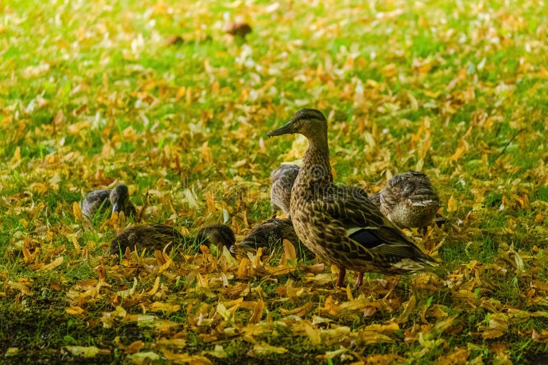 Family of Young Wild Ducks on the Grass Stock Image - Image of grass ...