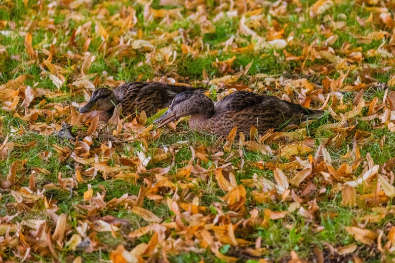 Family of Young Wild Ducks on the Grass Stock Photo - Image of grass ...
