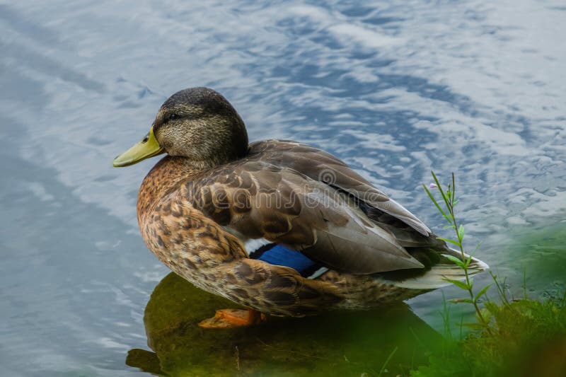 Family of Young Wild Ducks on the Grass Stock Photo - Image of brown ...