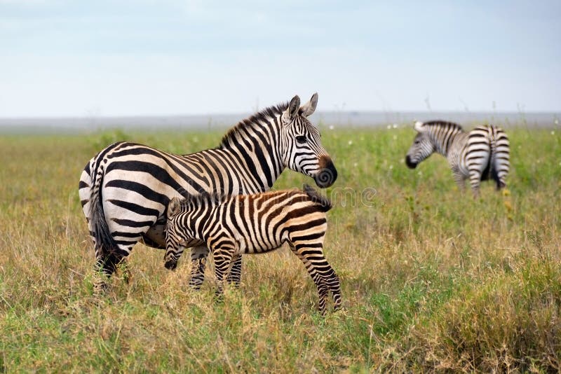 Zebra s family stock image. Image of look, family, striped - 6291041