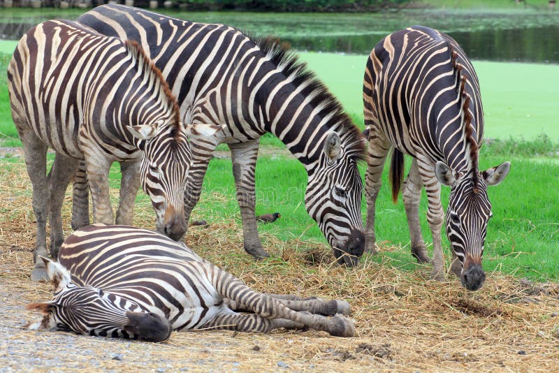 Family of zebras stock image. Image of plains, migration - 26447555