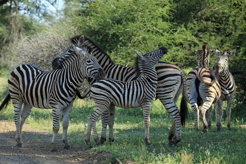Family of Zebras stock photo. Image of group, wild, wildlife - 29431000