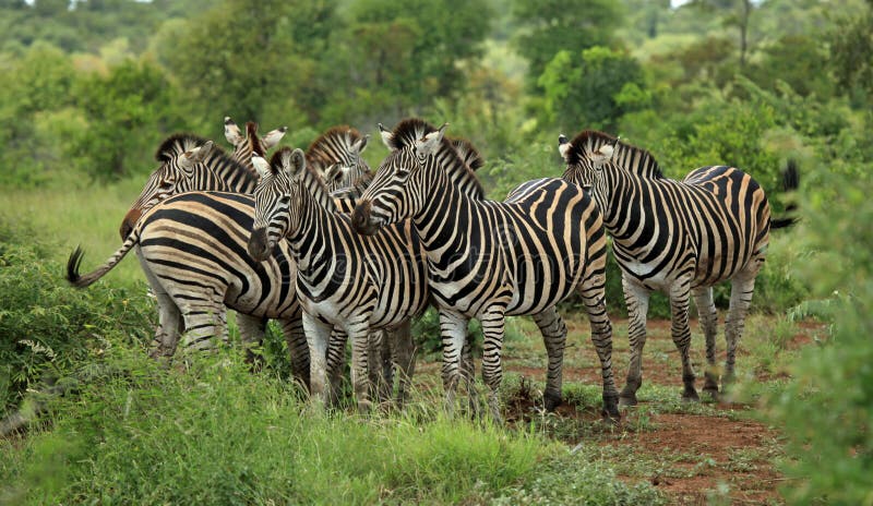 Family of Zebras stock photo. Image of group, wild, wildlife - 29431000